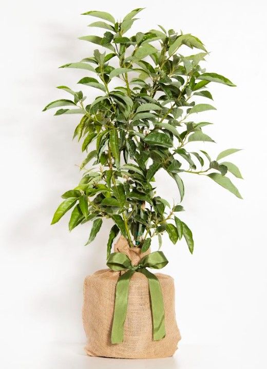 Send An Avocado Tree Gift