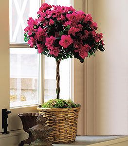 Azalea topiary Dallas Texas - Dallas Blooming Plants Shop - Same Day ...
