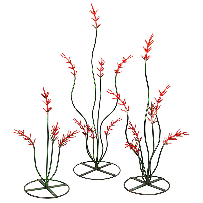 Ocotillo Cactus Drawing