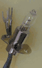 Tungsten Lamps and Tungsten Halogen Mounted Lamp Assemblies