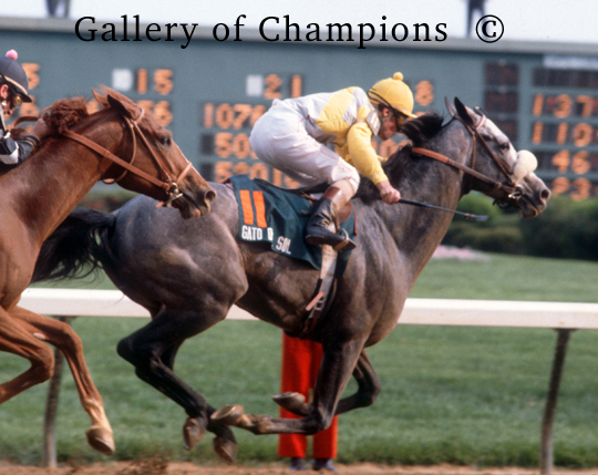 1982 Kentucky Derby Winning Race Horse Gato Del Sol