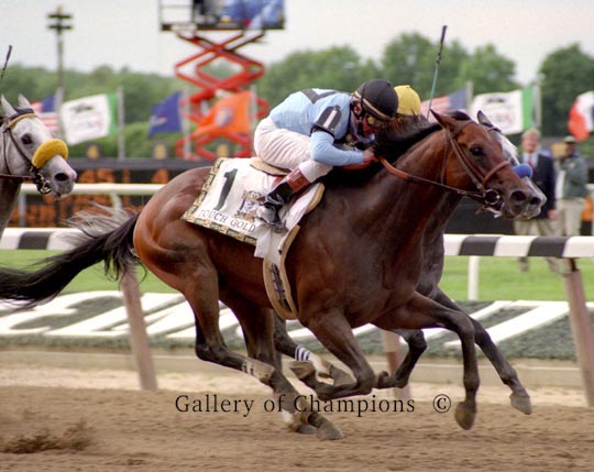 1997 Belmont Stakes Winning Race Horse Touch Gold