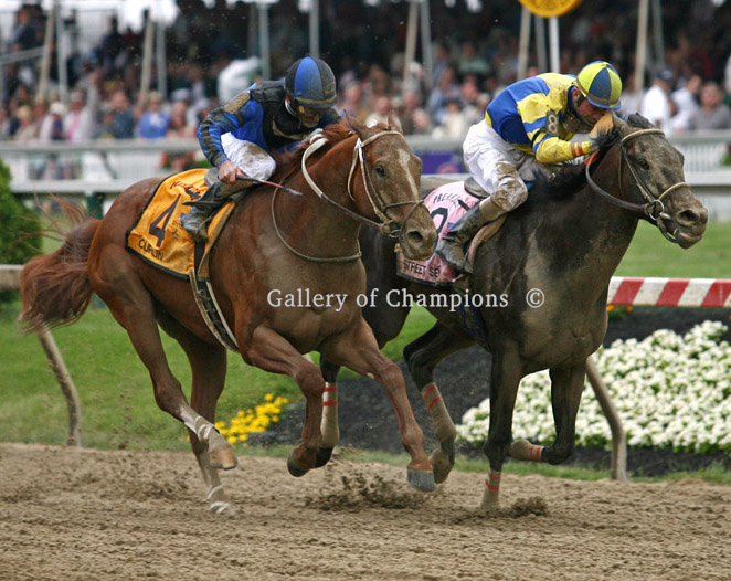 2007 Preakness Stakes Winner Curlin - Stretch