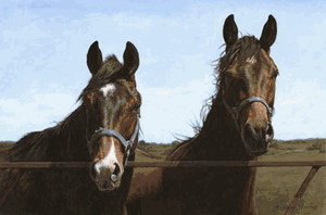 Adeline Halvorson Art Prints of Horses