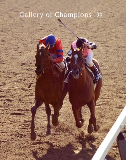 Affirmed - Alydar in the 1978 Belmont - Head On