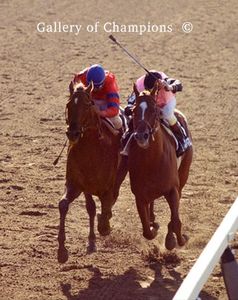 Affirmed Pictures - Art Prints of Race Horse Affirmed