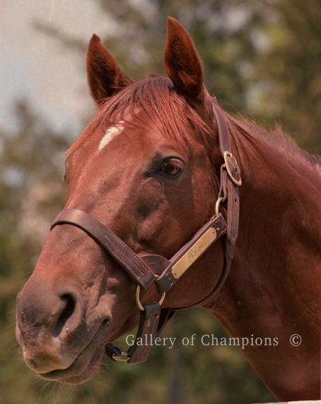 Alydar Portrait - Thoroughbred Horse Print