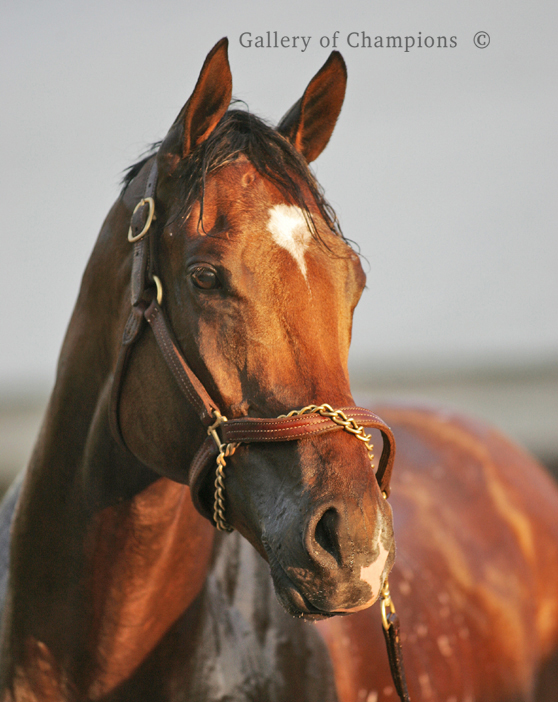 Barbaro Portrait Facing Right - Art Print