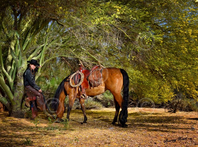 Barry Hart - A Summer Place - Horse Print