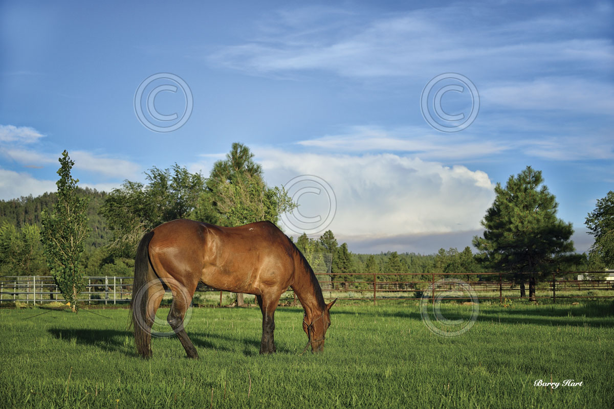 Barry Hart - Copenhagen In Pasture - Color - Horse Print