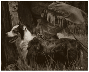 Pictures of Horses with Dogs - Western Prints with Puppies