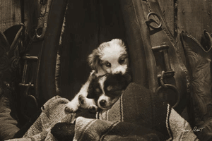 Pictures of Horses with Dogs - Western Prints with Puppies