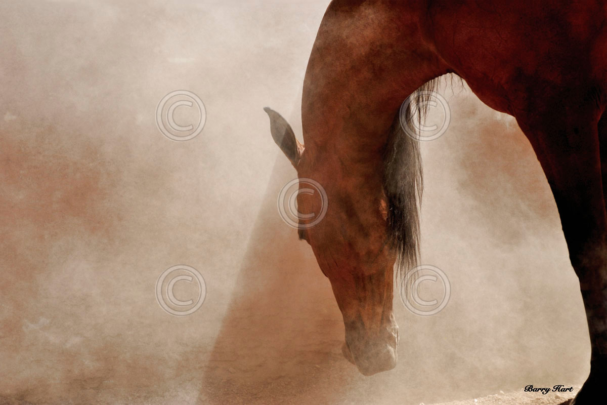Barry Hart - Heavenly Light - Horse Print - Canvas Options