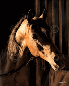 Barry Hart Horse and Western Art Prints