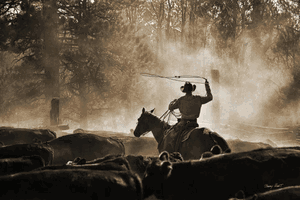 Barry Hart Horse and Western Art Prints