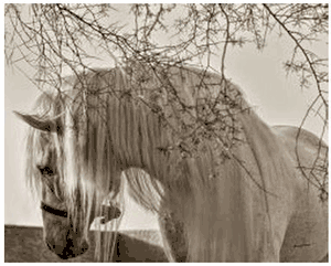 Barry Hart Horse and Western Art Prints