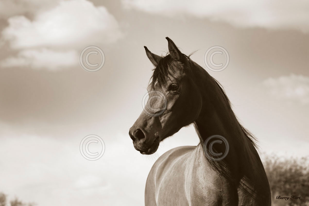 Barry Hart - The Bay Mare - Horse Print - Canvas Options