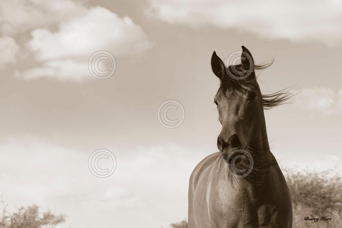 Barry Hart - The Bay Mare II - Horse Print - Canvas Options