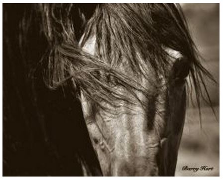 Barry Hart - Tres Chic - Horse Print - Canvas Options