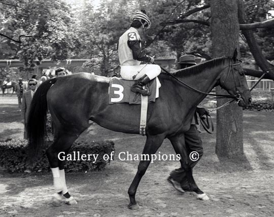 Champion Race Horse Forego - 1975 Suburban Handicap Paddock