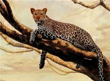 Charles Frace - African Leopard - Limited Edition Print
