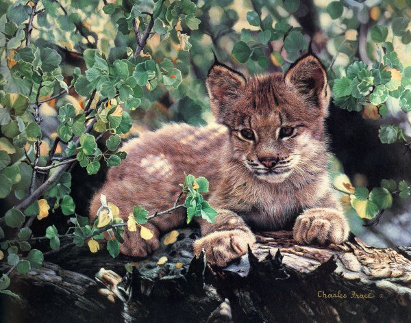 Charles Frace - Hideaway - Lynx Cub Print