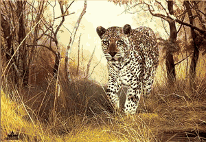 Charles Frace Wildlife Prints