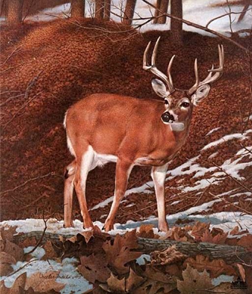 Charles Frace - Majesty - Signed and Numbered Deer Print