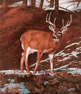 Charles Frace Wildlife Prints