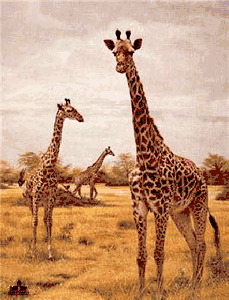 Charles Frace Wildlife Prints
