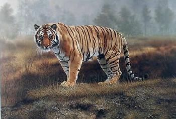 Charles Frace - Royal Bengal - Limited Edition Tiger Print