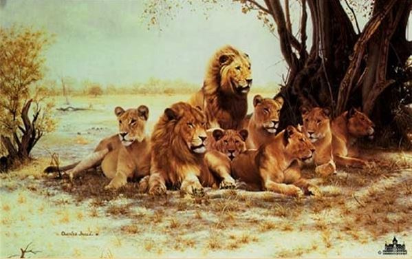 Charles Frace - Royal Pride - Signed and Numbered Lion Print