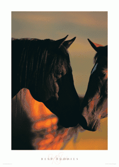 David Stoecklein - Best Buddies - Horse Print