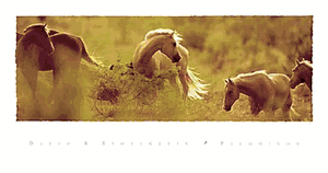 David Stoecklein Prints