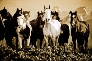 David Stoecklein Prints