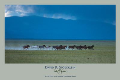 David Stoecklein - Wild & Free - Ships Quickly - Ships Free