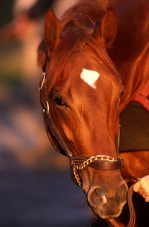 Easy Goer - Sunlight Portrait