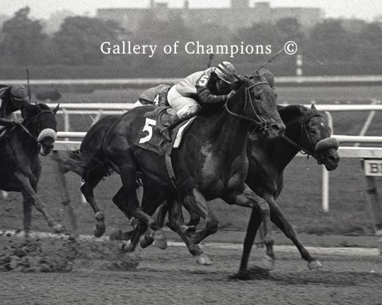 Forego Winning The 1974 Woodward