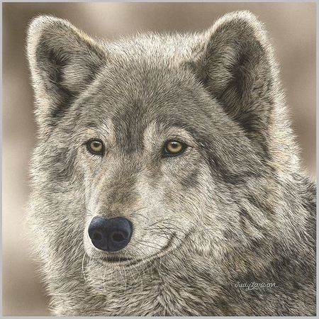 Judy Larson - The Play Wolf - Canvas Giclee