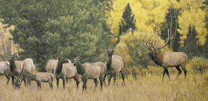 Kyle Sims Western Wildlife Art Prints