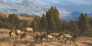 Kyle Sims Western Wildlife Art Prints