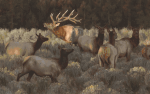 Kyle Sims Western Wildlife Art Prints