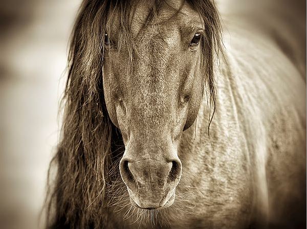 Lisa Dearing - Mustang Sally - Horse Print - Canvas and Paper Options