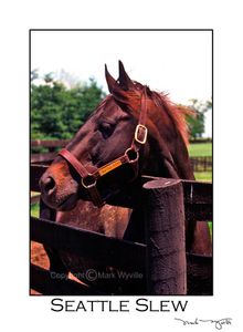 Seattle Slew Pictures - Seattle Slew Art Prints