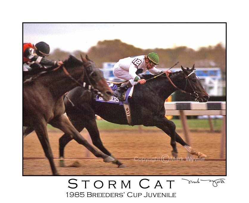 Mark Wyville - Storm Cat Art Print