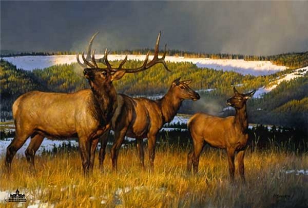 Nancy Glazier - Prelude - Limited Edition Elk Art