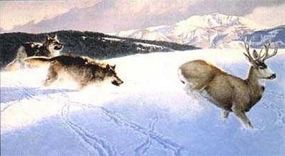 Wolves Chasing Deer