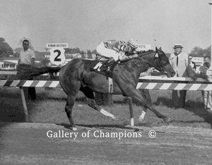 Northern Dancer Pictures - Art Prints of the Race Horse Northern Dancer