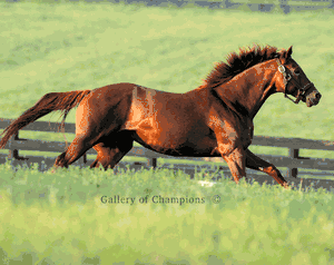 Smarty Jones Pictures - Art Prints of Race Horse Smarty Jones
