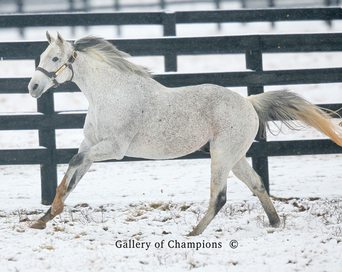 Photo of Stallion and Breeders Cup Winner Macho Uno